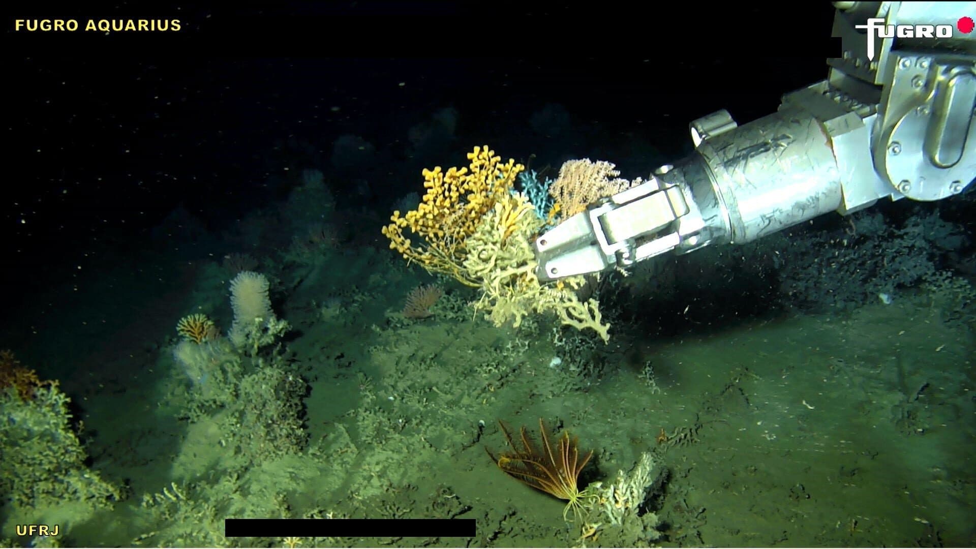 Boosting Coral Research: Fugro's Support in Studying Environmental ...